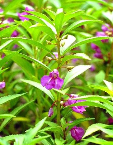 Bittermelone [Momordica charantia] | Der Bio-Gärtner