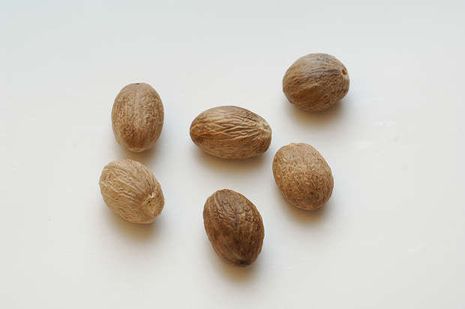 Muskatnussbaum [Myristica fragrans] | Der Bio-Gärtner